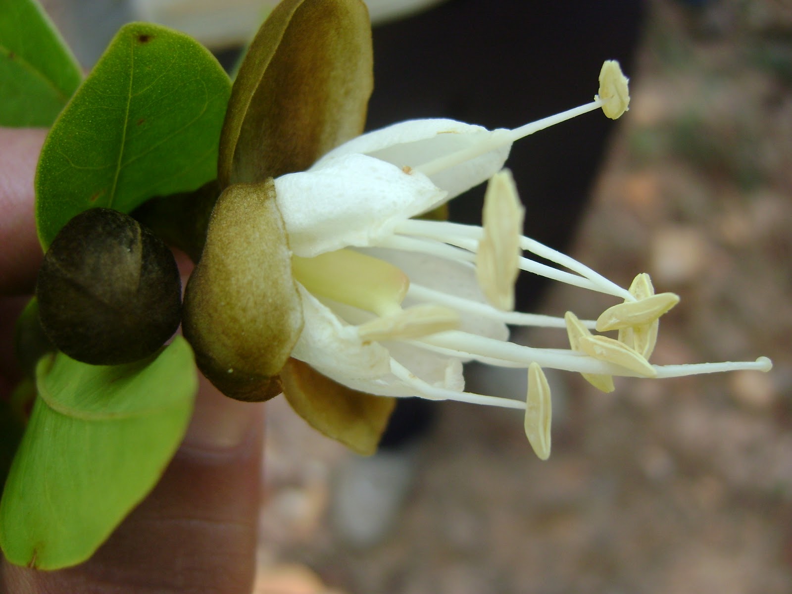 Fabaceae - Leguminosae no Brasil: Fabaceae - Hymenaea courbaril L ...
