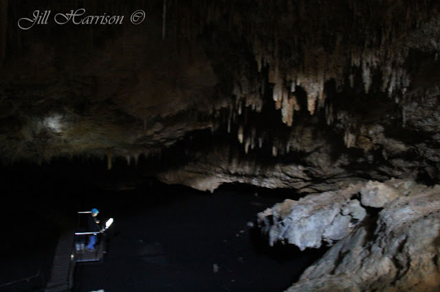 Life Images by Jill: Deep in the Boranup Karri Forest - Western Australia