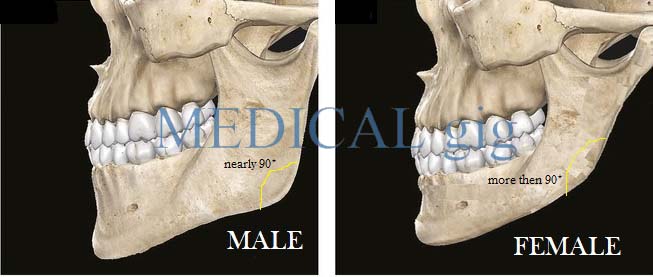DIFFERENTIATE MALE AND FEMALE SKELETON BY ONE LOOK. - MEDICAL gig