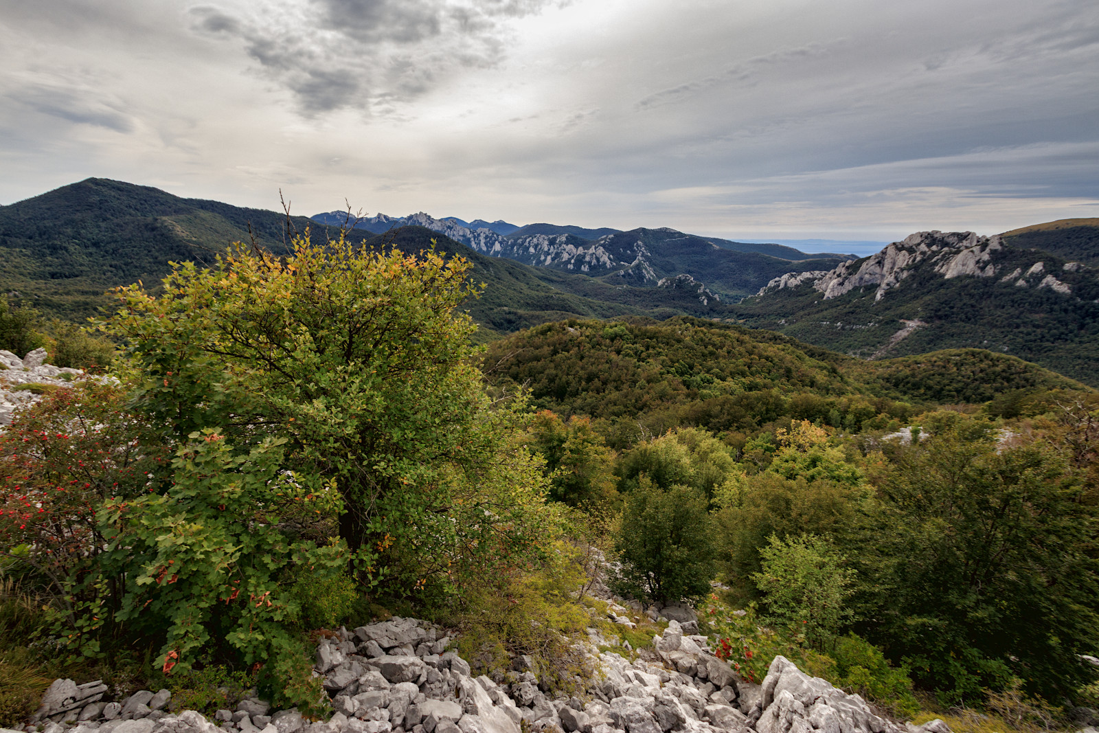 PICUGI POREČ - KAMENJAK RAB: DABARSKI KUKOVI – KOKIR