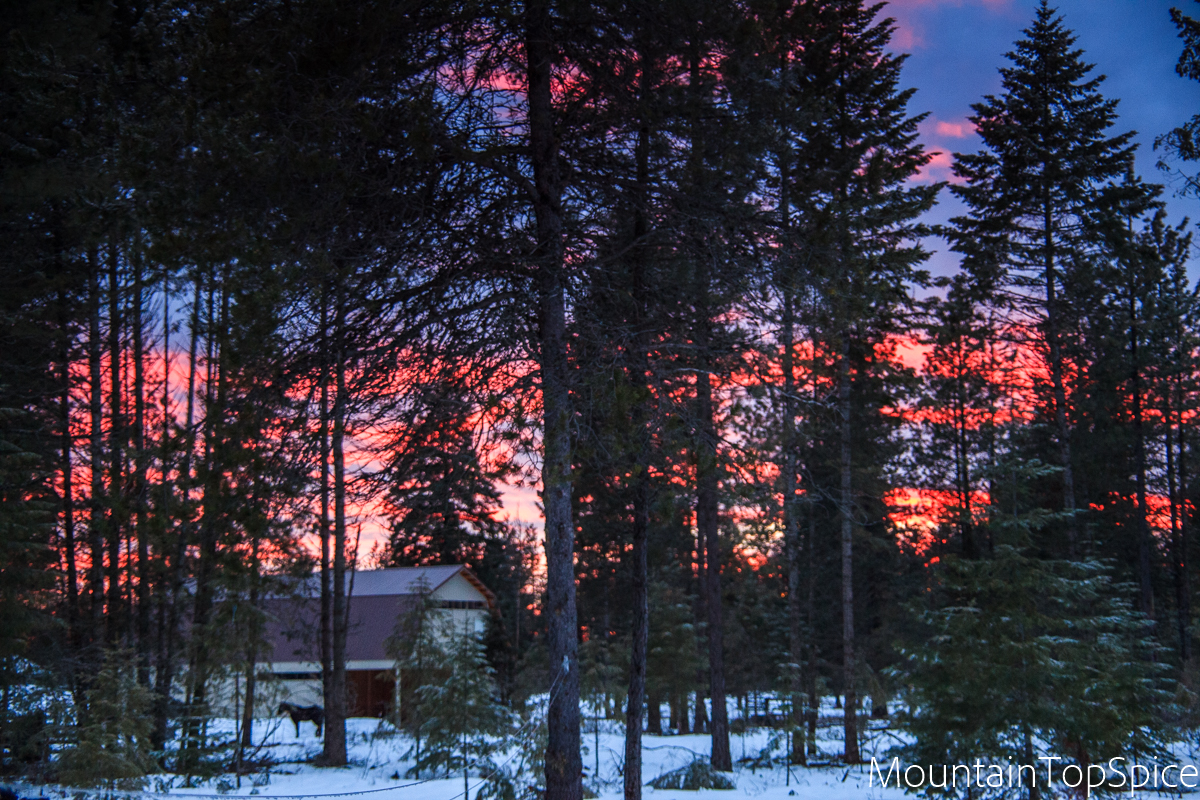 February's Winter Sunshine | Mountain Top Spice