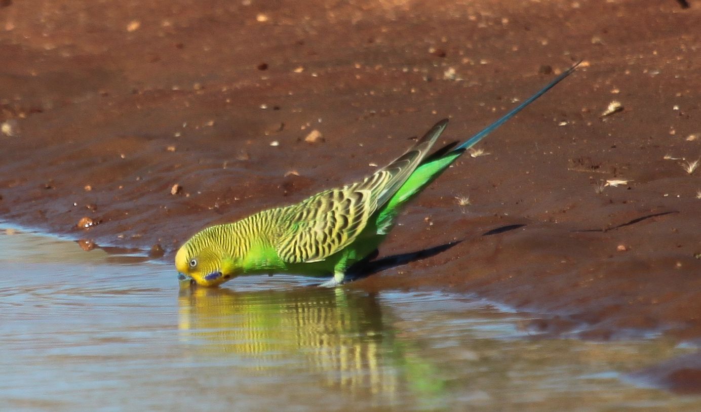 Richard Waring's Birds of Australia: Delightfully colourful Budgerigars ...