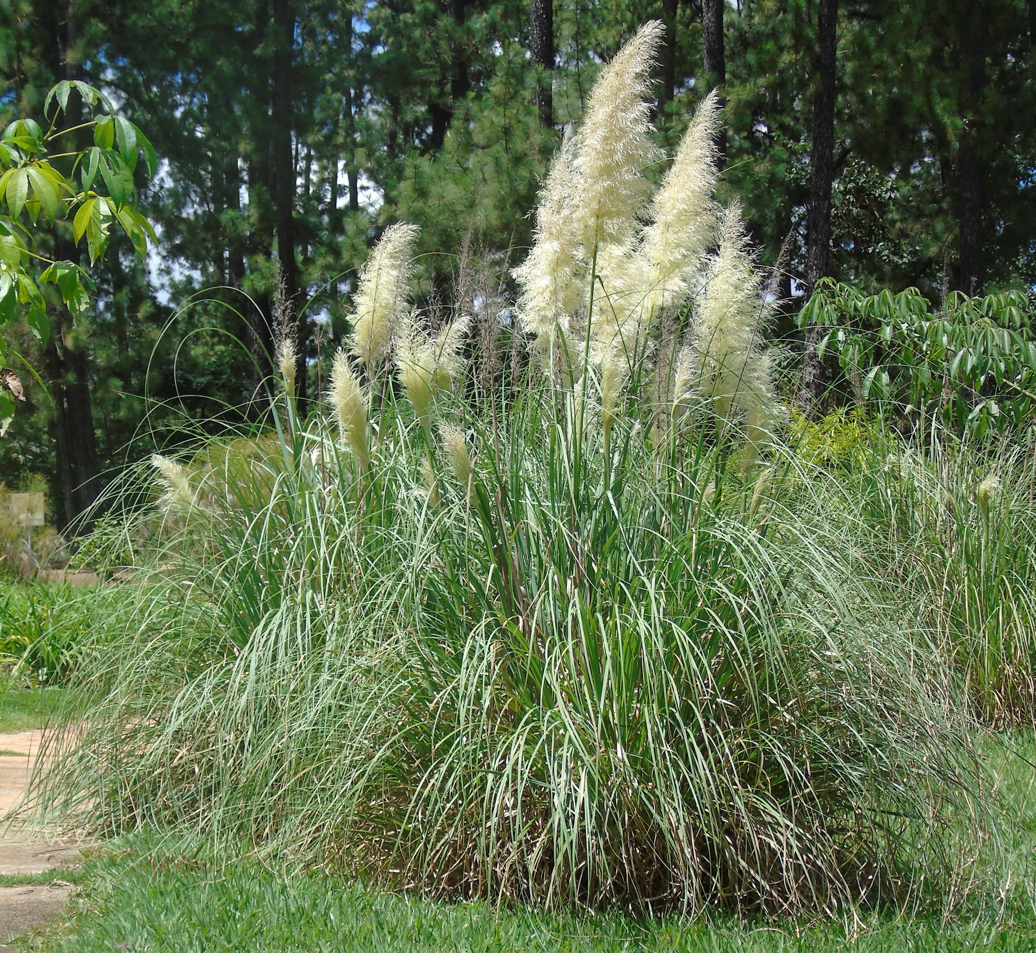Capim-dos-pampas (Cortaderia selloana (Schult. & Schult.f.) Asch ...