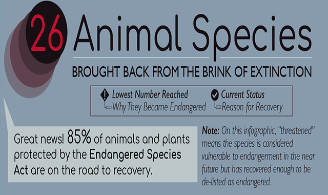 26 Animals Brought Back from the Brink of Extinction #infographic ...