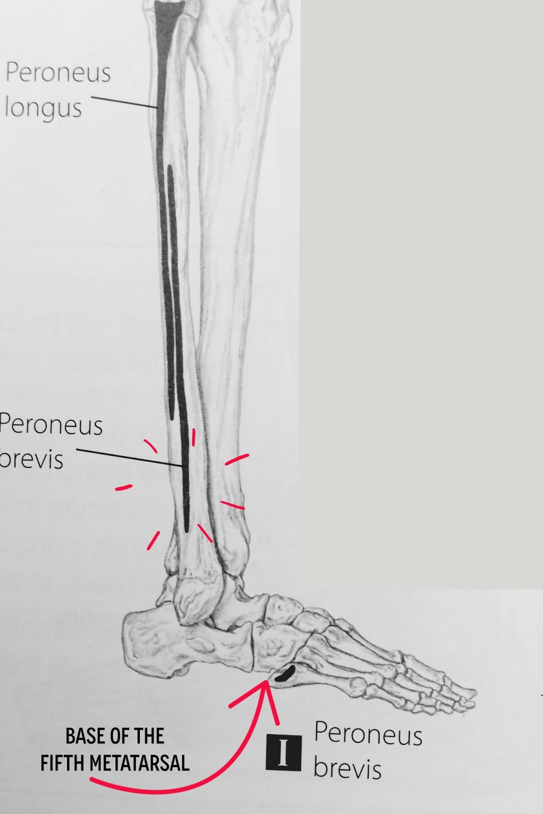 The Hip Joint: Fibularis Brevis - a lower leg muscle