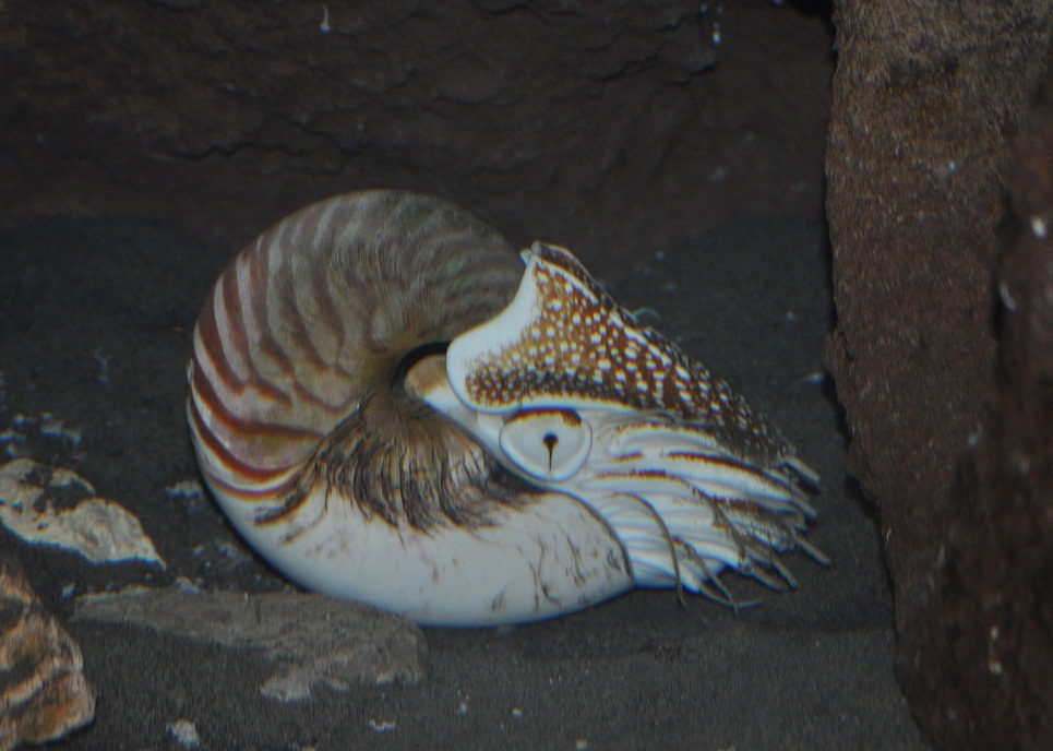 ZOOTOGRAFIANDO (6.100 ANIMALS): NAUTILO / NAUTILUS (Nautilus pompilius)