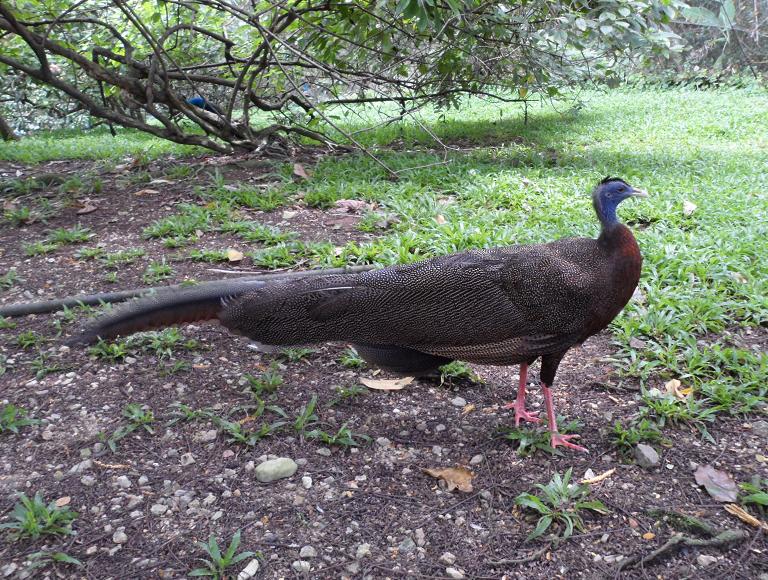 anizam agrofarm: Kuala Lumpur Bird Park