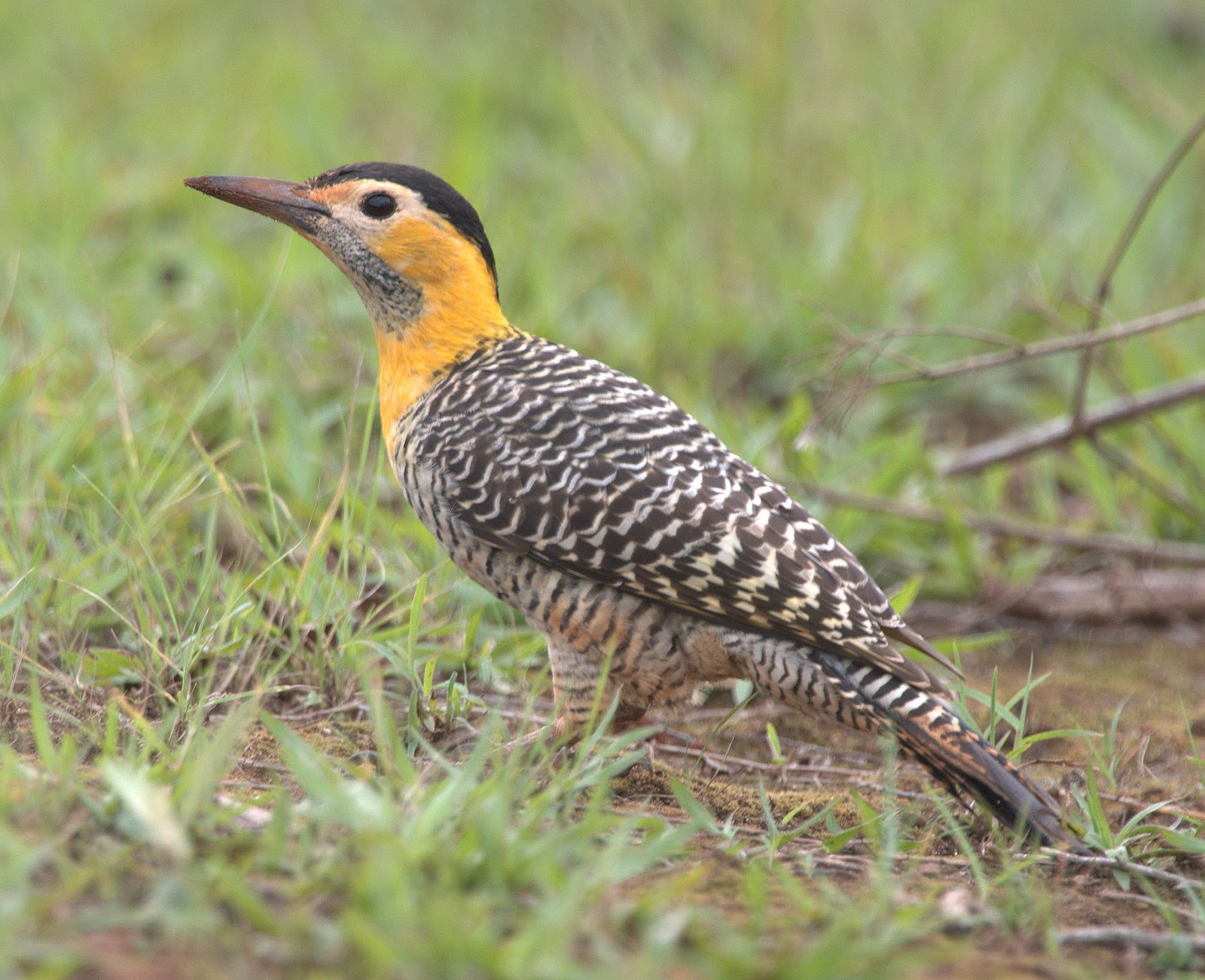 clearlyconfused: Birding Argentina 2011 - Post 10