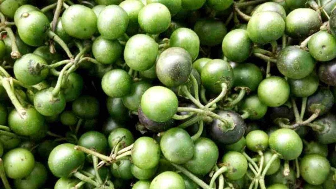 Mengenal Leunca, Tumbuhan yang Ternyata Bermanfaat bagi Kesehatan ...