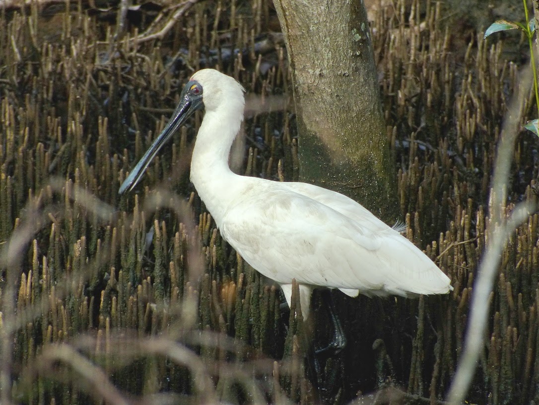 National Park Odyssey: Boondall Wetlands, Brisbane QLD