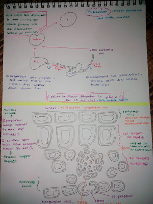 BIOLOGY SKETCH NOTES