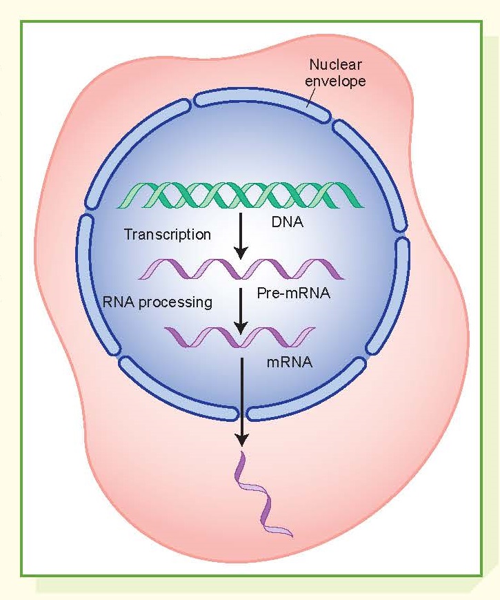 DNA-Directed Protein Synthesis - pediagenosis