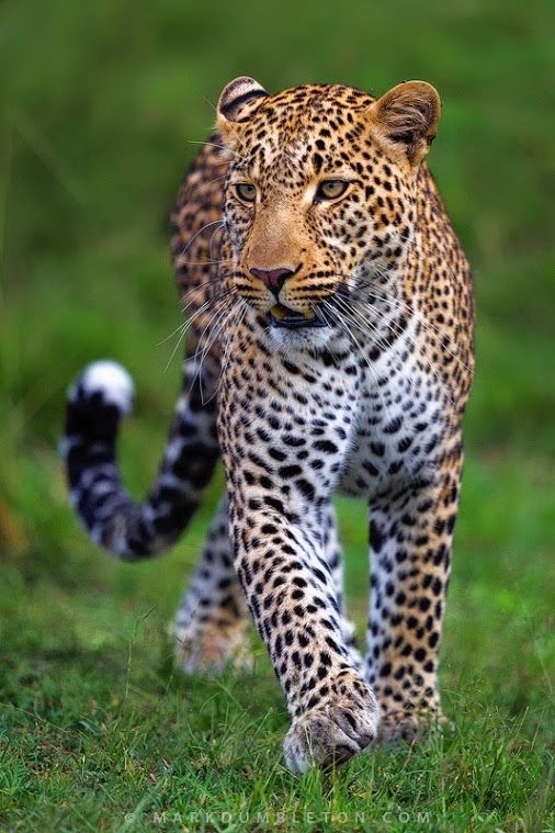 Leopardo | Panthera pardus