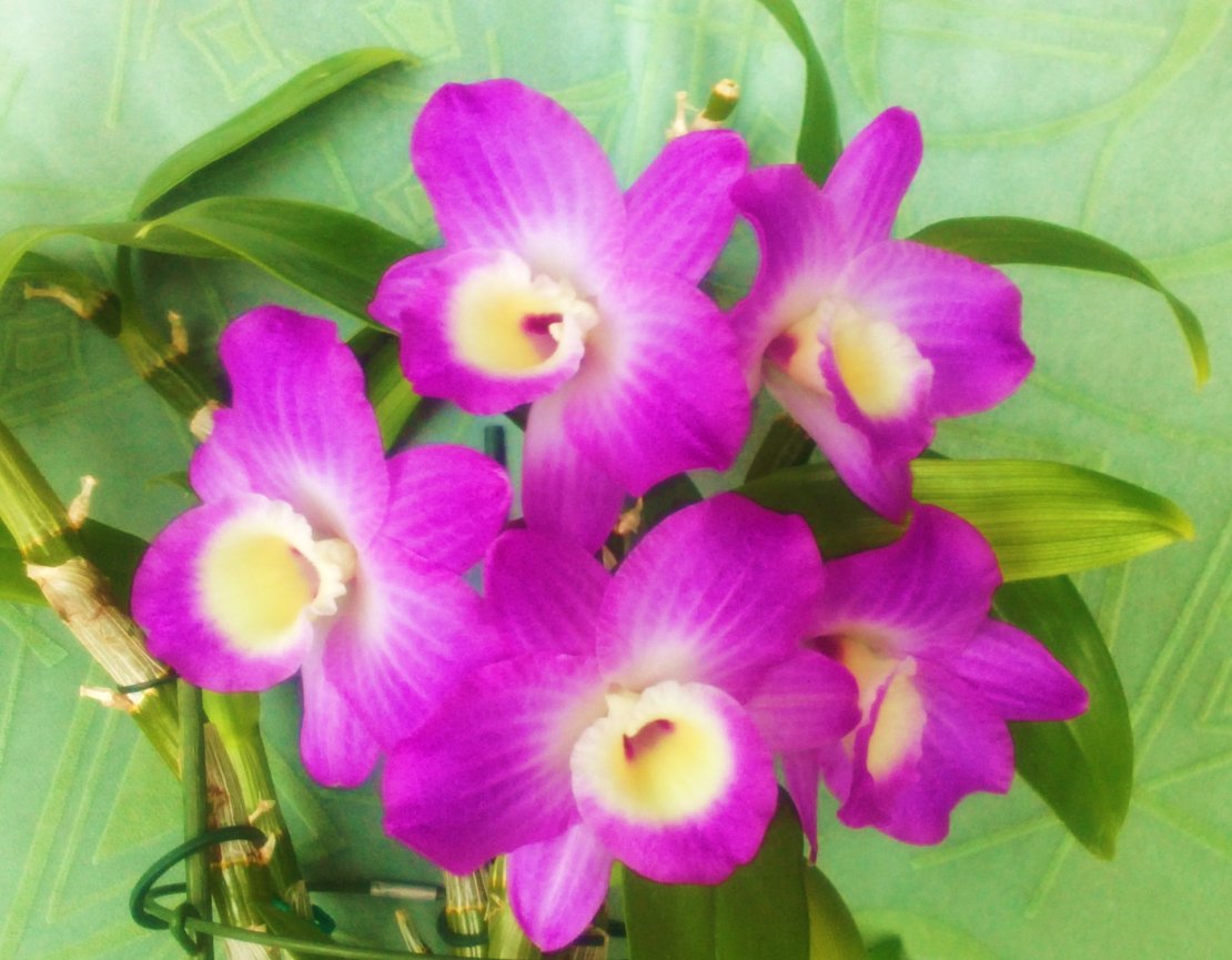 Dendrobium Violet Fizz 'Luna' (Happy Honey x Cassiope)