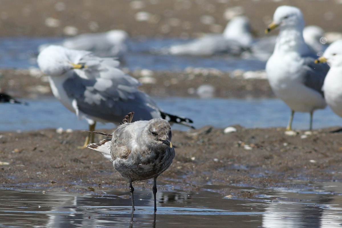A Fun Flock of Gulls