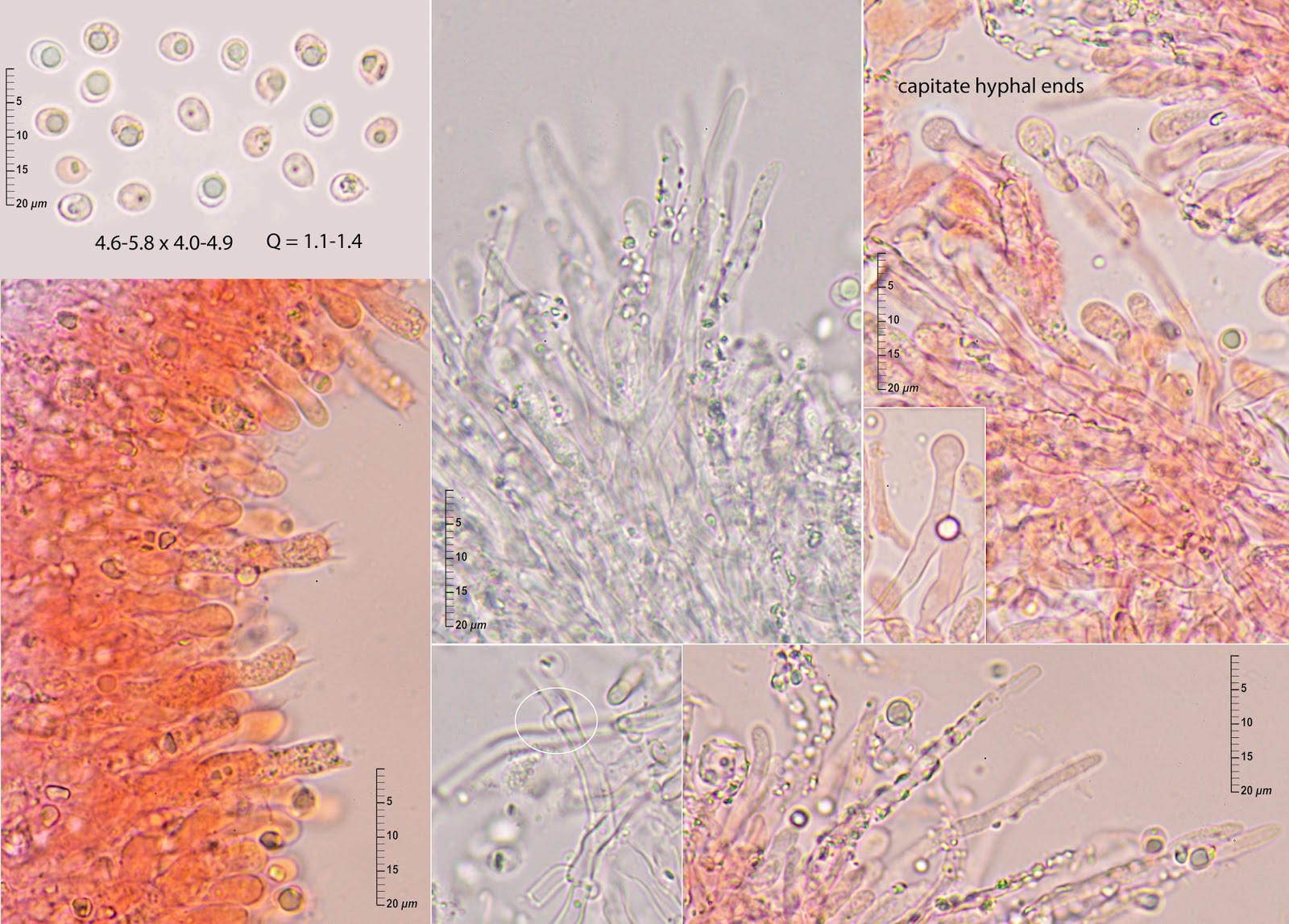 Xylodon asper (Fries) Hjortstam & Ryvarden • CEMAS Orden Hymenochaetales