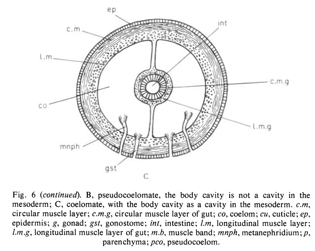 Evolution and Significance of the Coelom