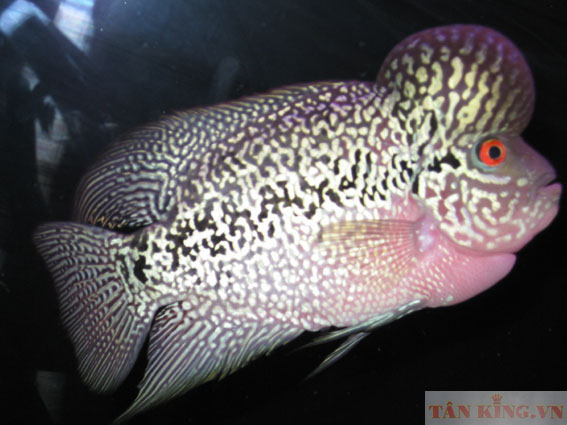 Flowerhorn The Hybrid Cichlids: King Kamfa 3