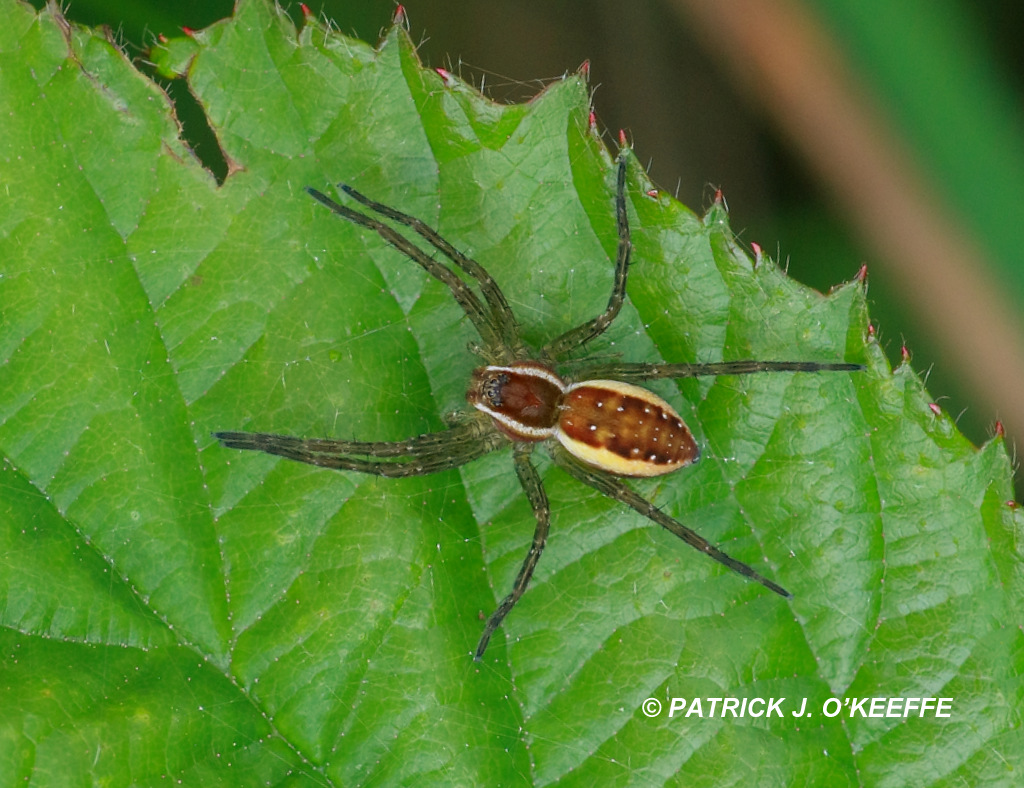 Raw Birds: RAFT SPIDER (Dolomedes fimbriatus) [Juvenile] Lullymore West ...