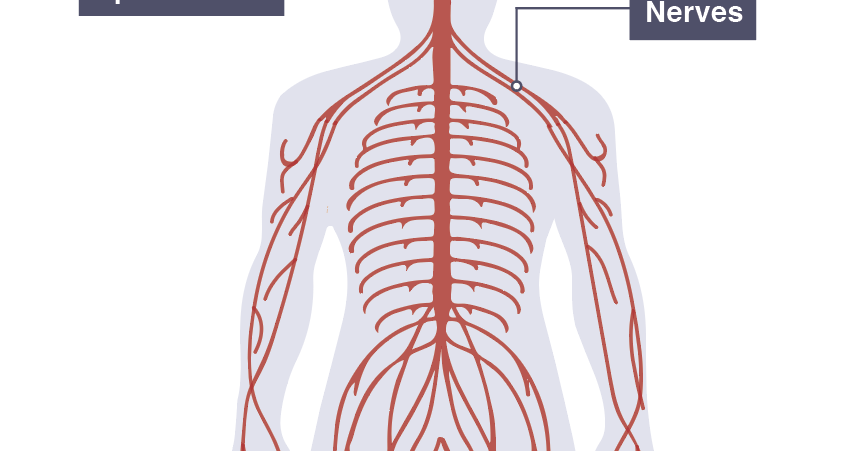 IGCSE Biology 2017: 2.87: Understand that the Central Nervous System ...