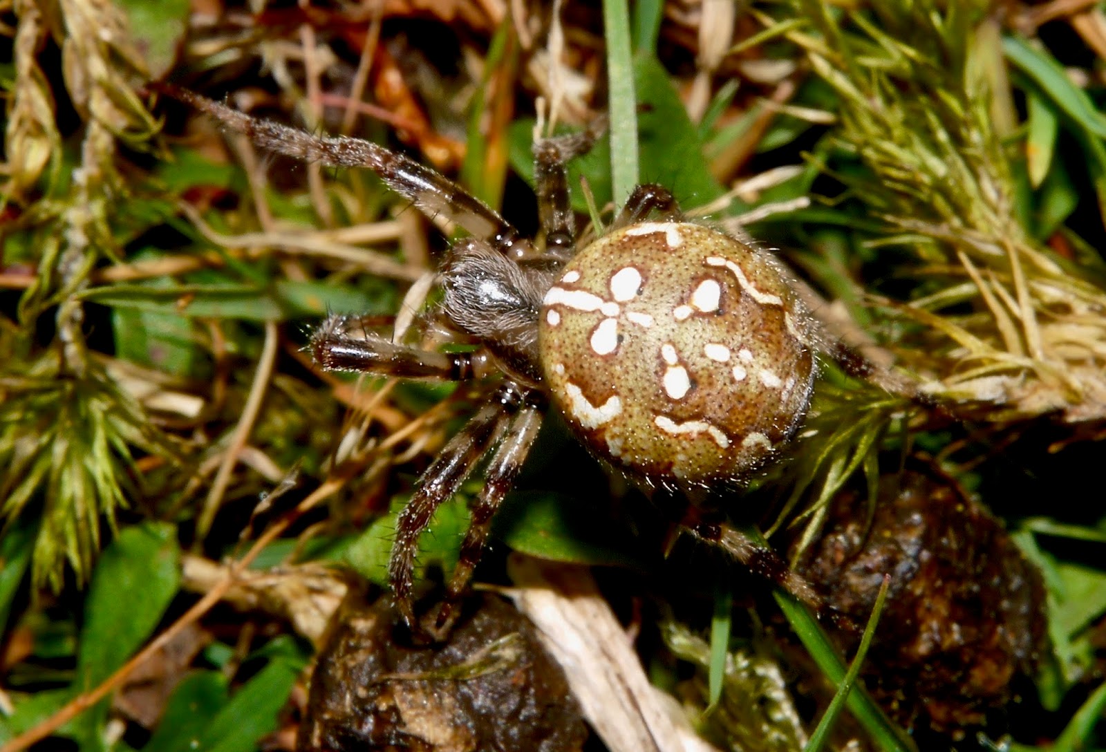 Northwest Norfolk Naturalists: Off Patch: Roydon Common