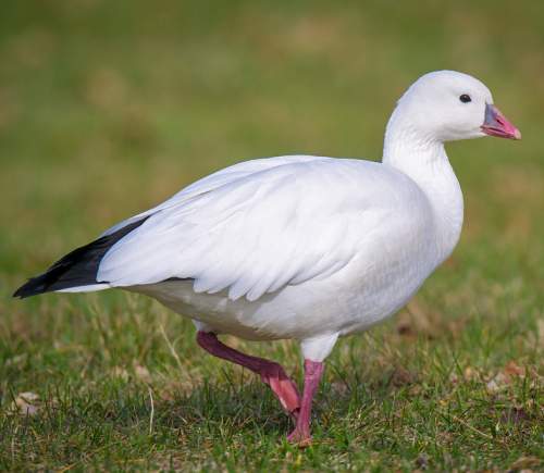 Ross's goose images | Birds of India | Bird World