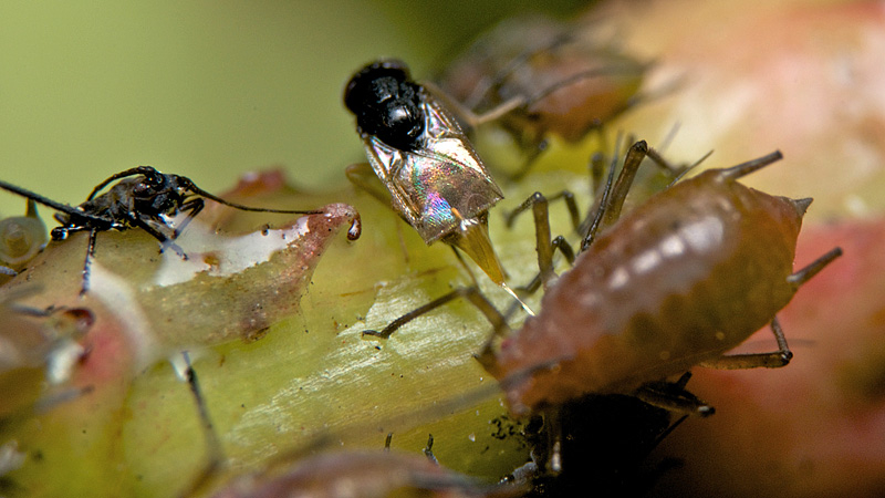 ムシをデザインしたのはダレ？: ツヤコバチ科 ( Aphelinus sp. ) 産卵