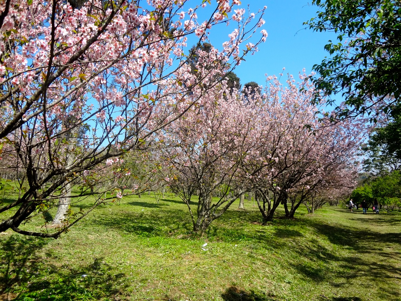 Bosque das Cerejeiras do Parque do Carmo em São Paulo ~ Áreas Verdes ...