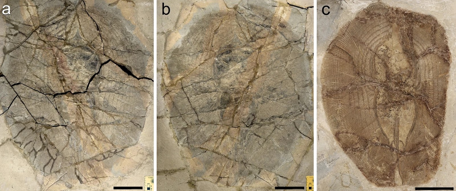 Species New to Science: [PaleoIchthyology • 2019] Lessiniabatis ...