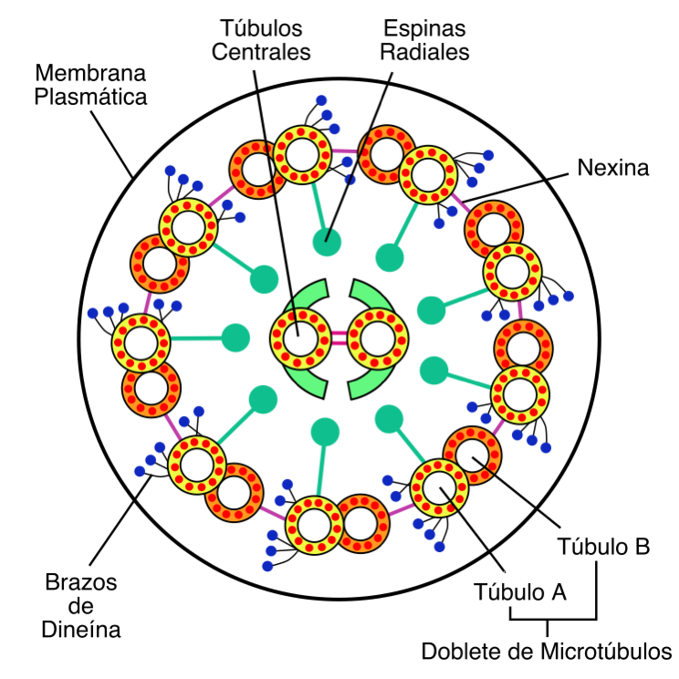 el moderno prometeo: Cilios y Flagelos: Morfología Básica