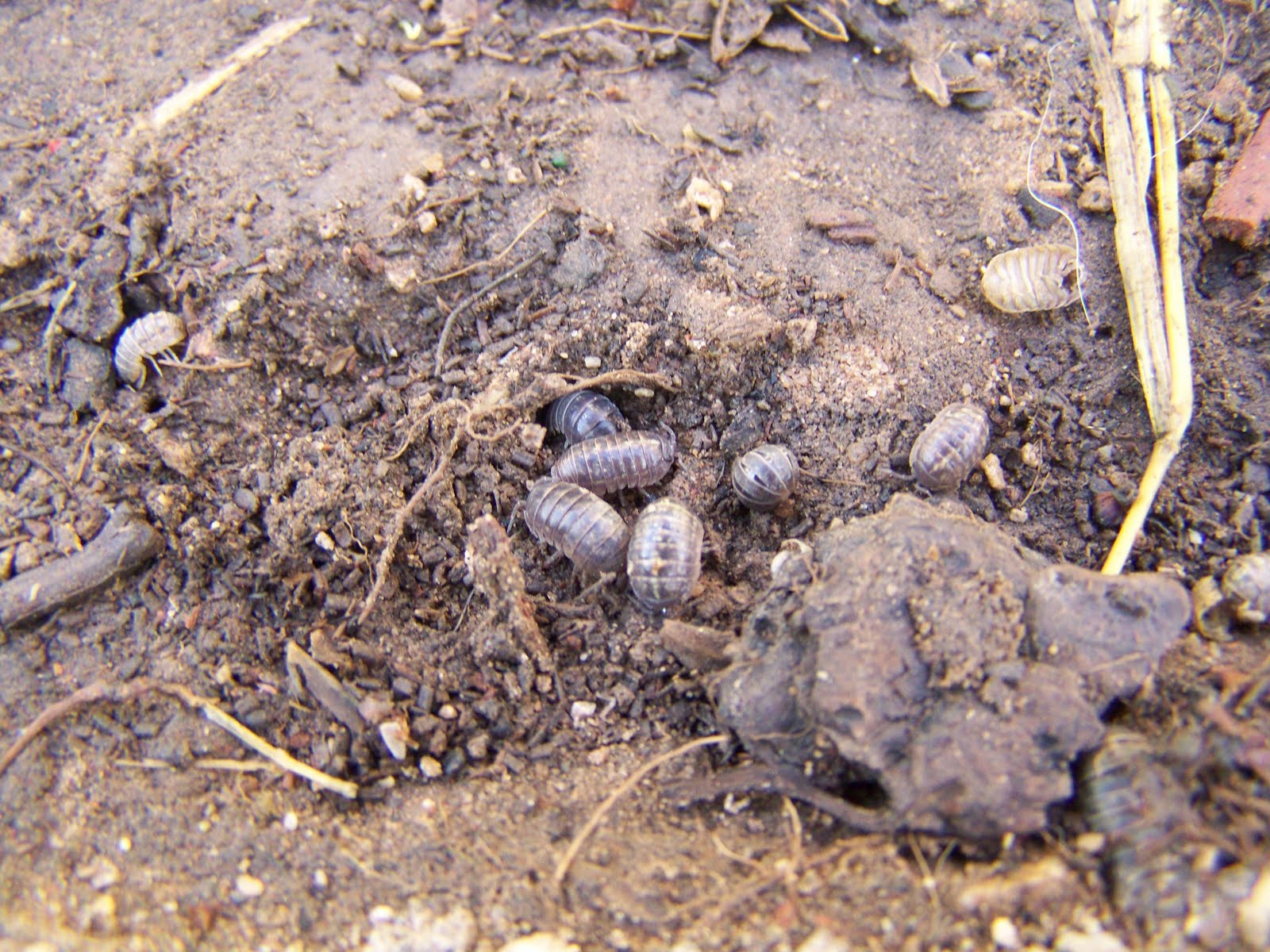 Garden Animals: Rolly Polly Bug