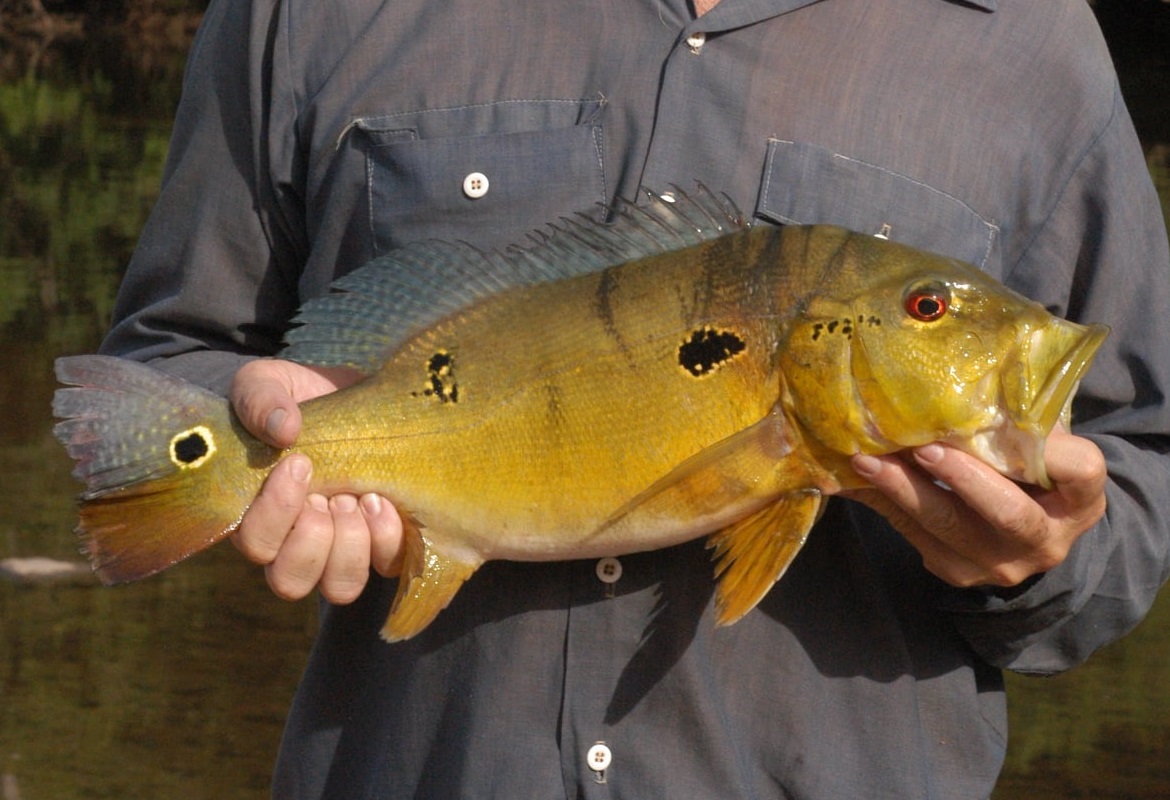 Species New to Science: [Ichthyology • 2020] Cichla cataractae • A New ...
