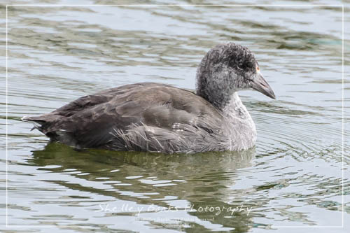 Prairie Nature: Three stages of American Coots in Regina Saskatchewan