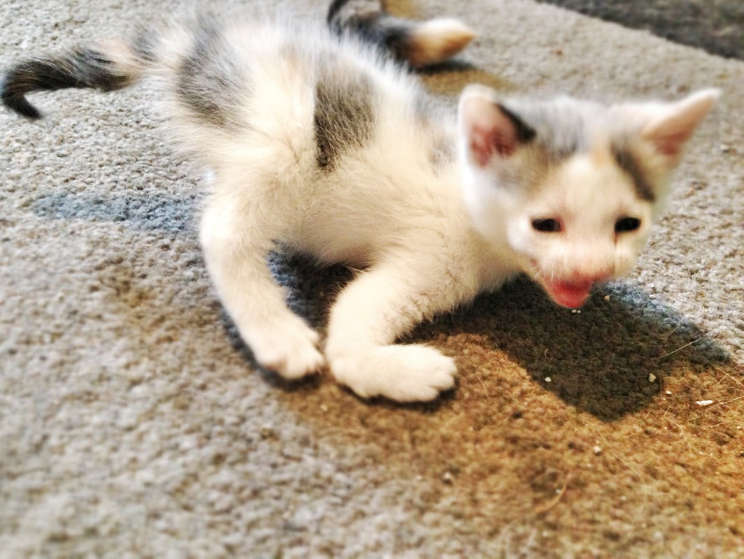 Kisah kucing cacat yg tabah ~ Skodeng Sana Sini