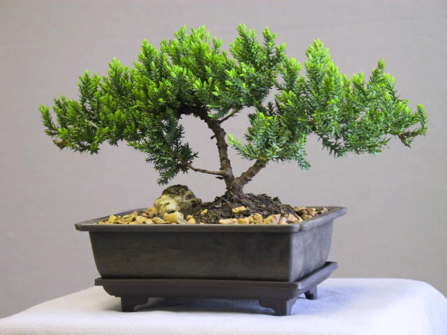 How to make a bonsai tree?