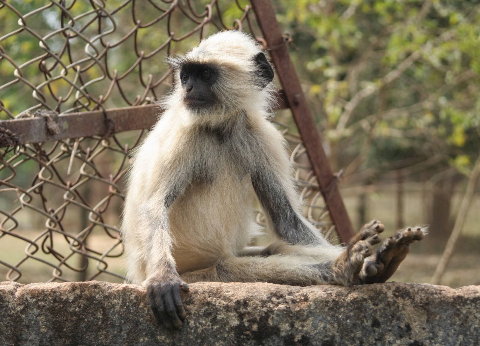 FLORA & FAUNA OF NORTH-EAST INDIA: HOME