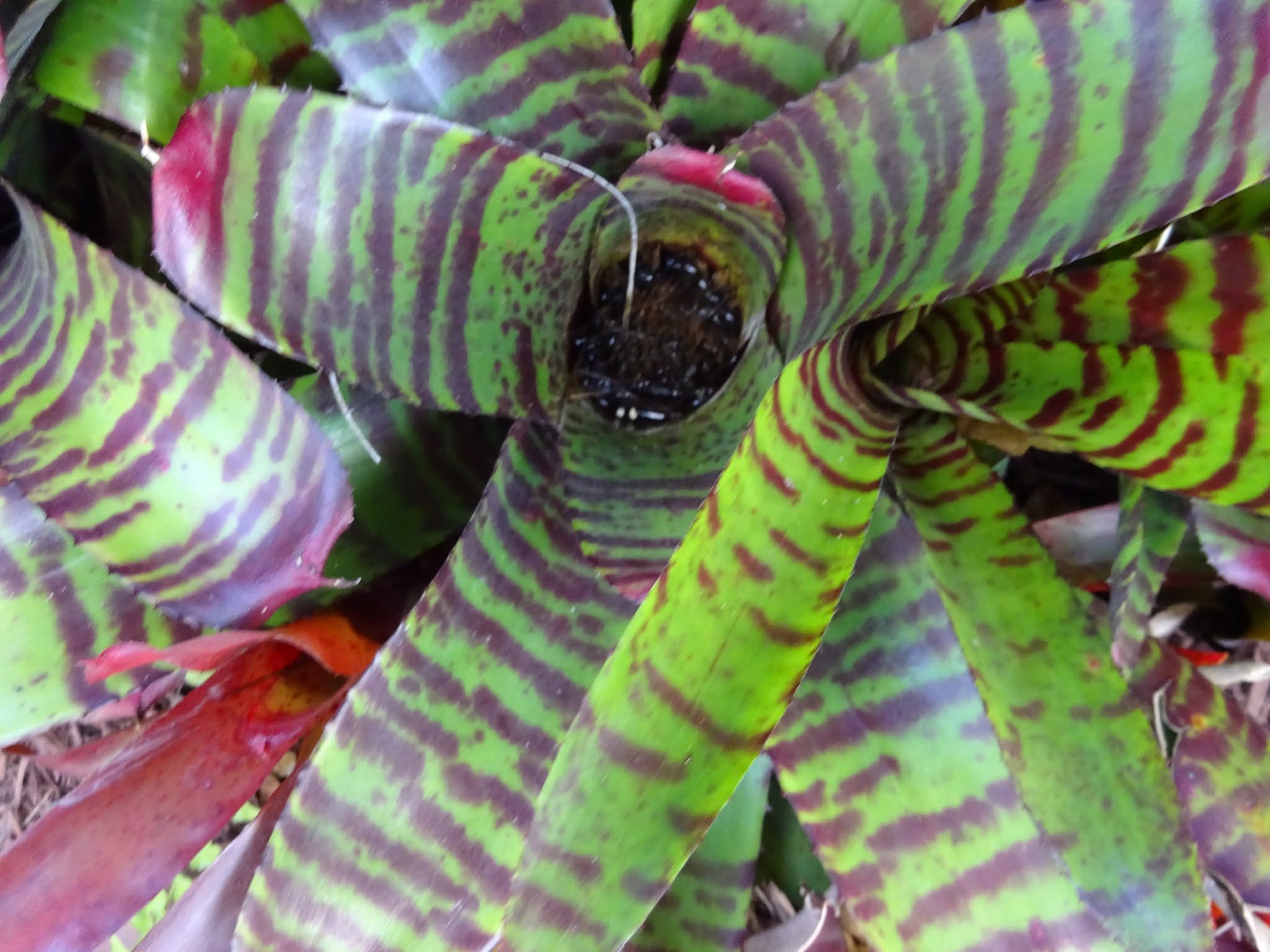 A Wandering Botanist: A Gallery of Bromeliads