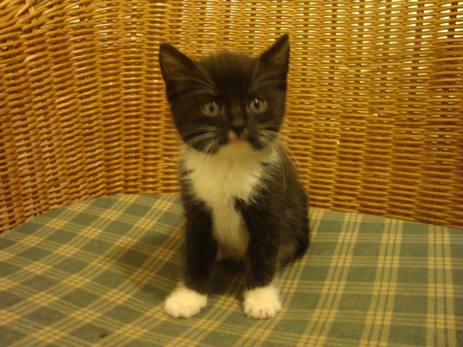 Kattekillinger til salg