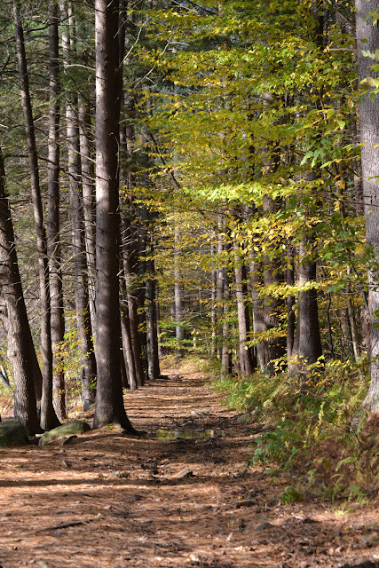 Woods Walks and Wildlife: An Autumn Woods Walk