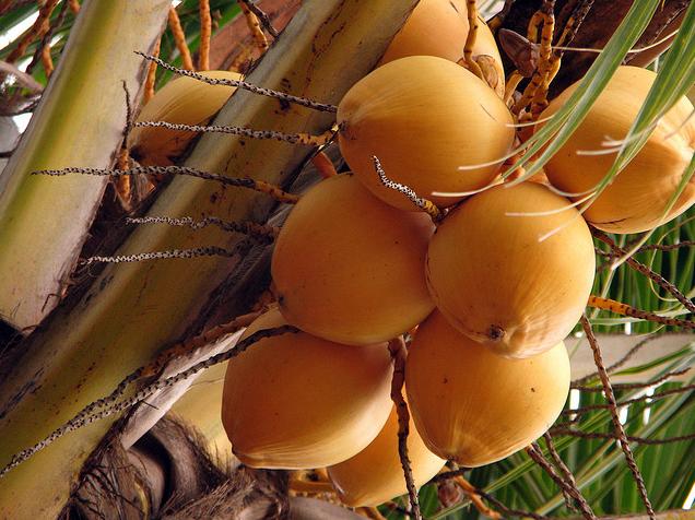 Gastronomía a Libreta Abierta, [=I=]: Coco