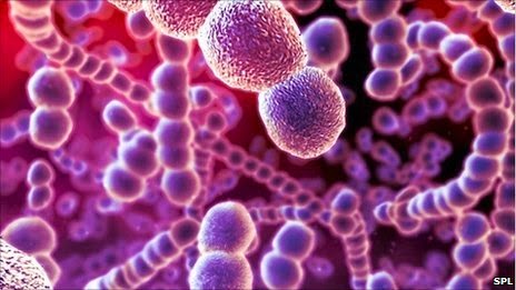 Microbiología: Dominio Bacteria