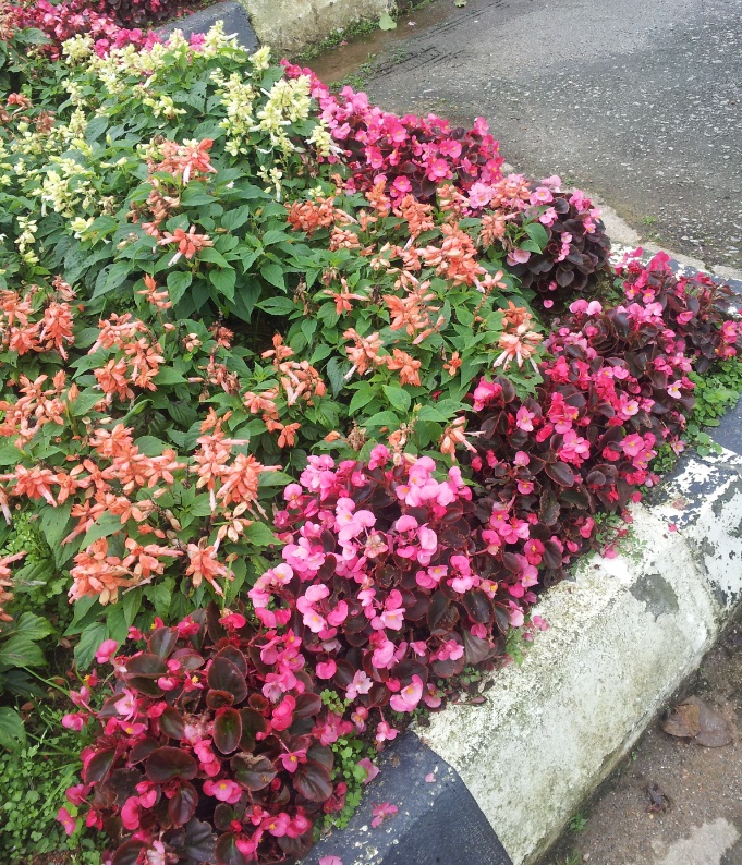 Greenfingers: Bunga Cameron Highlands