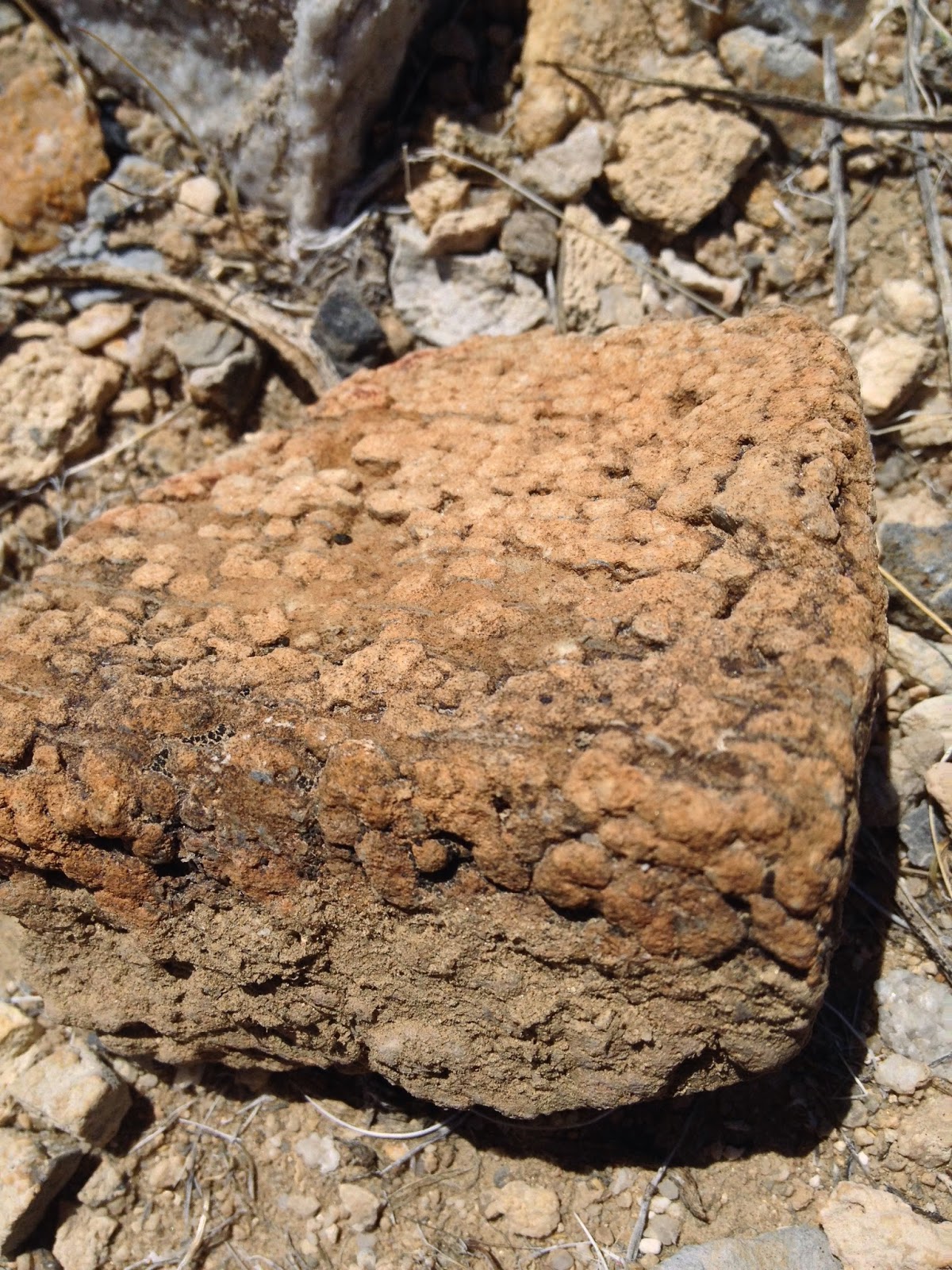 Exploring and Informing: Striped Butte Fossils and Spring Flora