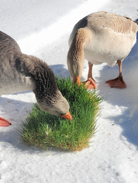 What Do Backyard Geese Eat? - Fresh Eggs Daily® with Lisa Steele