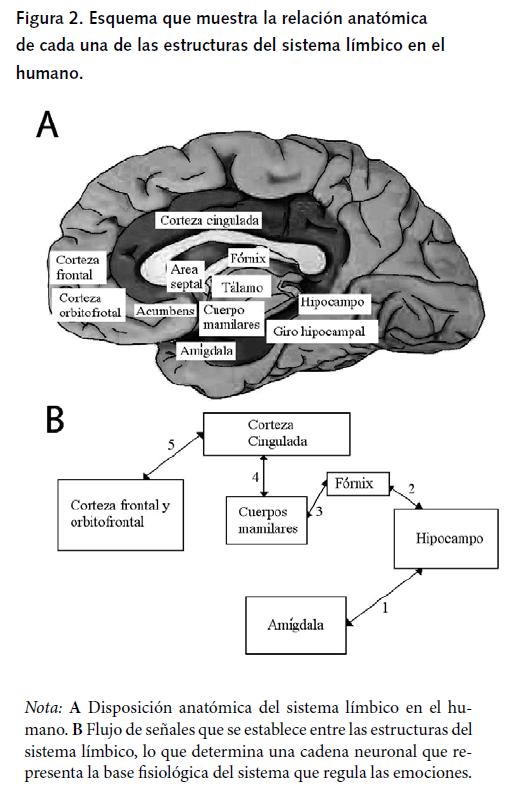 Viaje al centro de las emociones: El Sistema Límbico y las Emociones ...