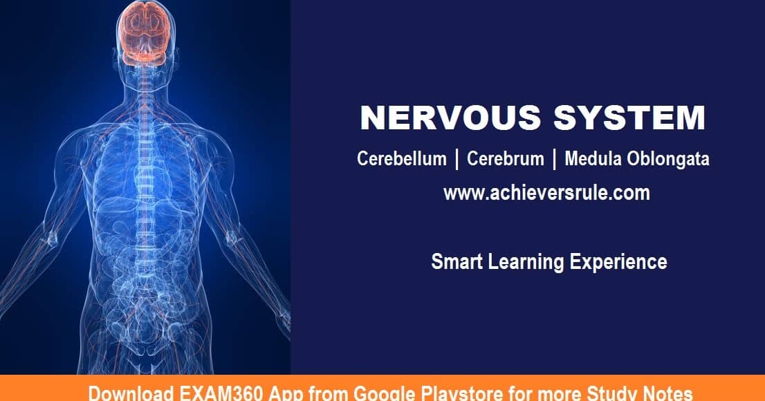 Quick Facts On Human Anatomy Nervous System quick-facts-on-human-anatomy-nervous-system