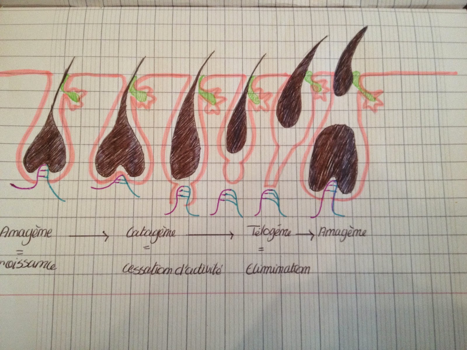 Little Brunette: Tout savoir sur les cheveux.