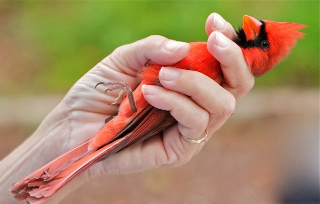 Bird Banding: Learning From Birds In-hand: December 17, 2013