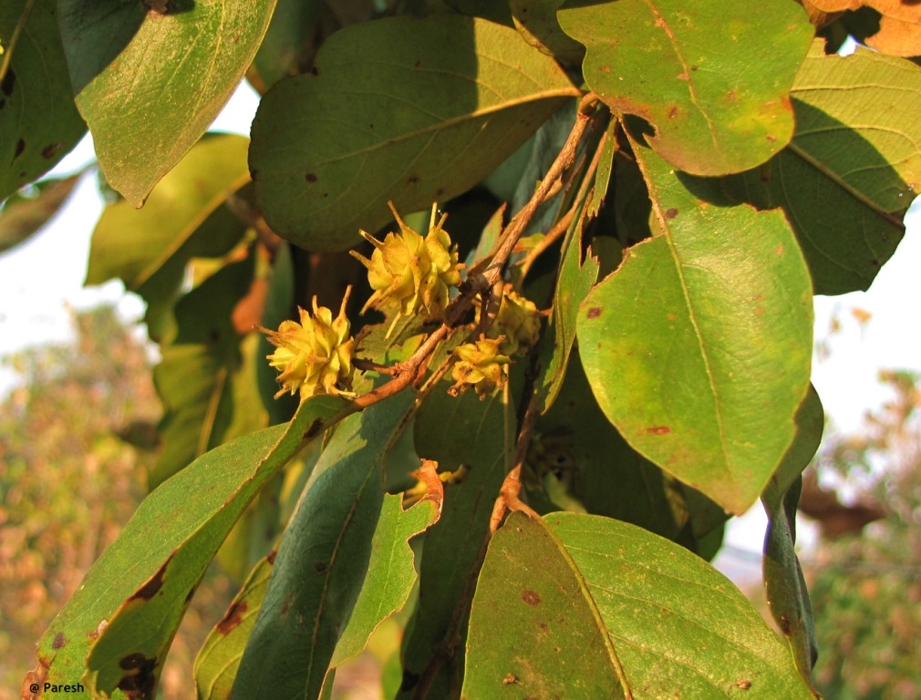 Gifting Trees...: Dridhataru...The Robust Tree!