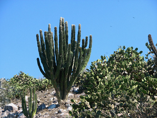 Ecosistemas y su estructura: Matorrales
